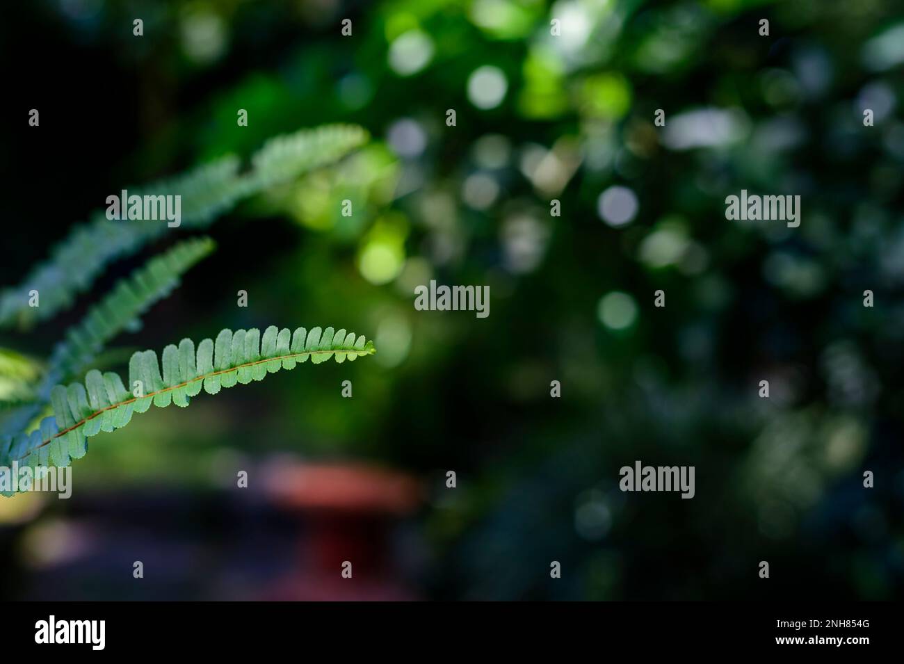 Fern leaves grow in the garden. Blurred green ecological landscape ...
