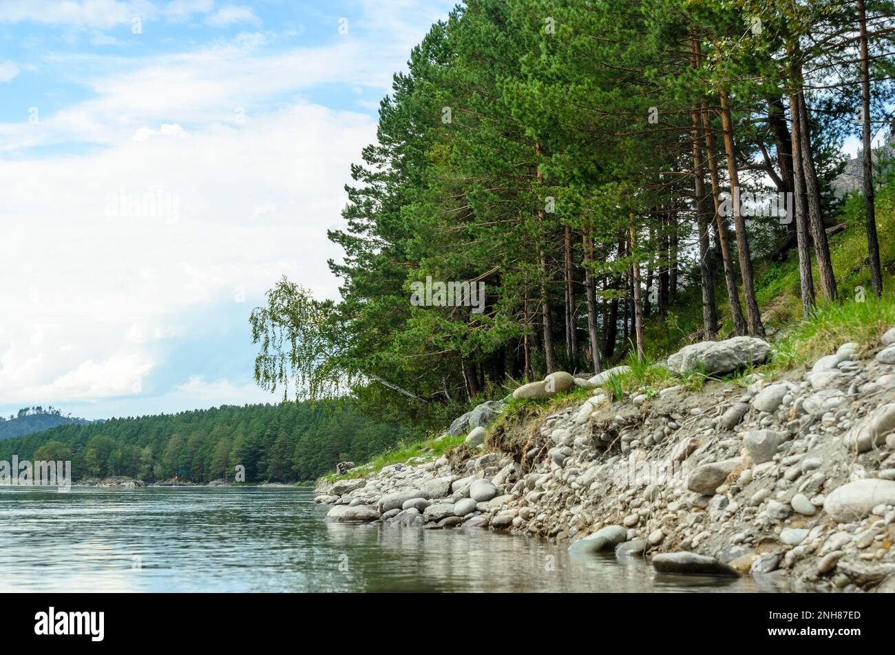 The turquoise Katun river in the Altai flows among the rocks and ...