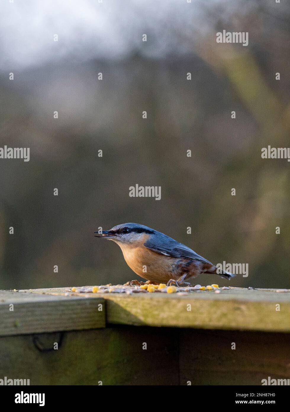 A Nuthatch Sitta europaea feeding on seeds and sweetcorn at Pulborough ...