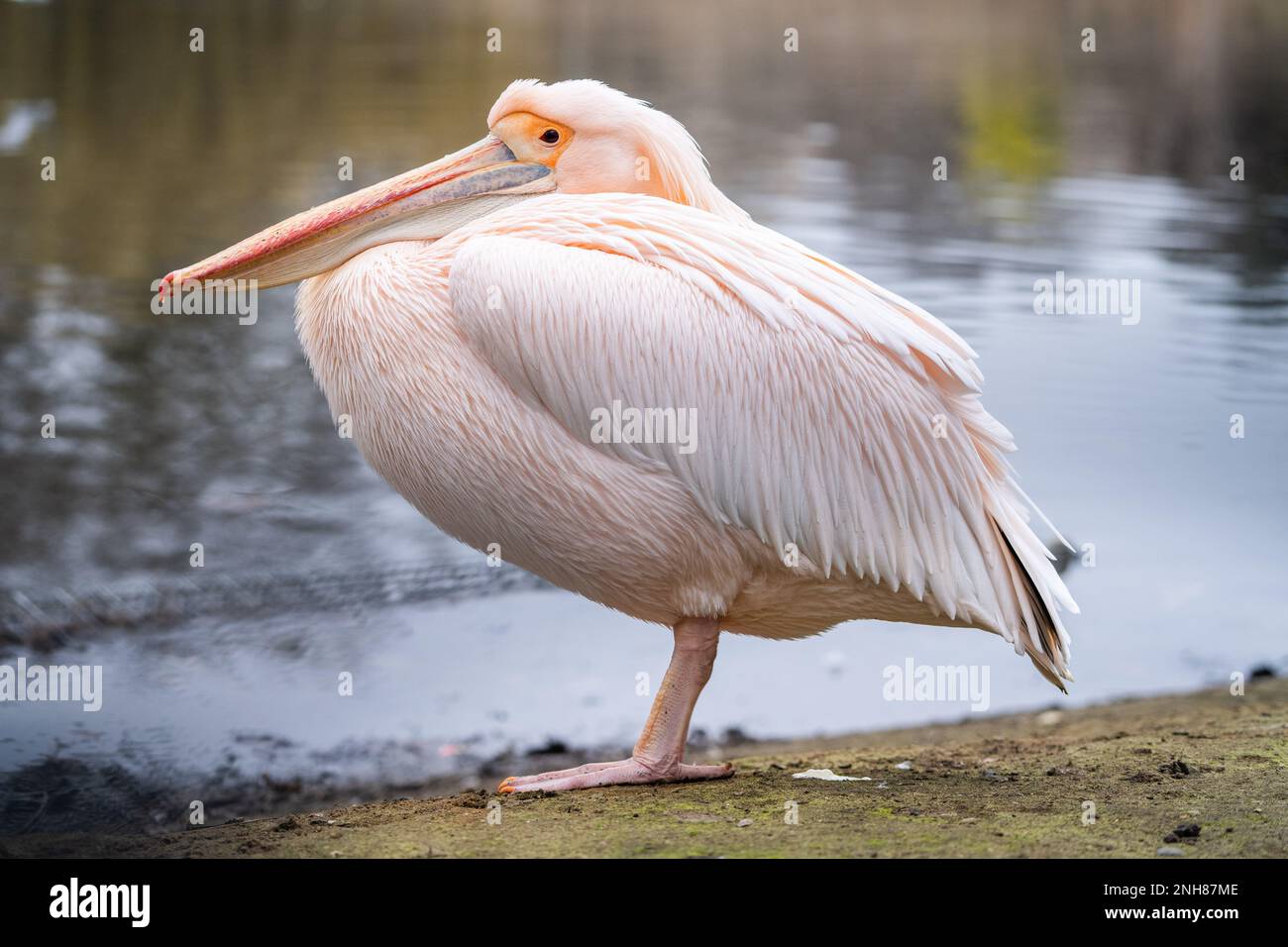 Pink Pelican ((Pelecanus onocrotalus) in Saint James Park London Stock ...