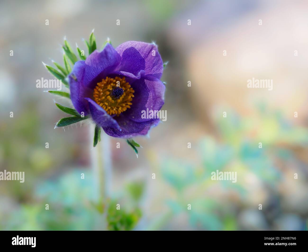 Pasque flower (Pulsatilla vulgaris). Violet flower. Corona petals ...