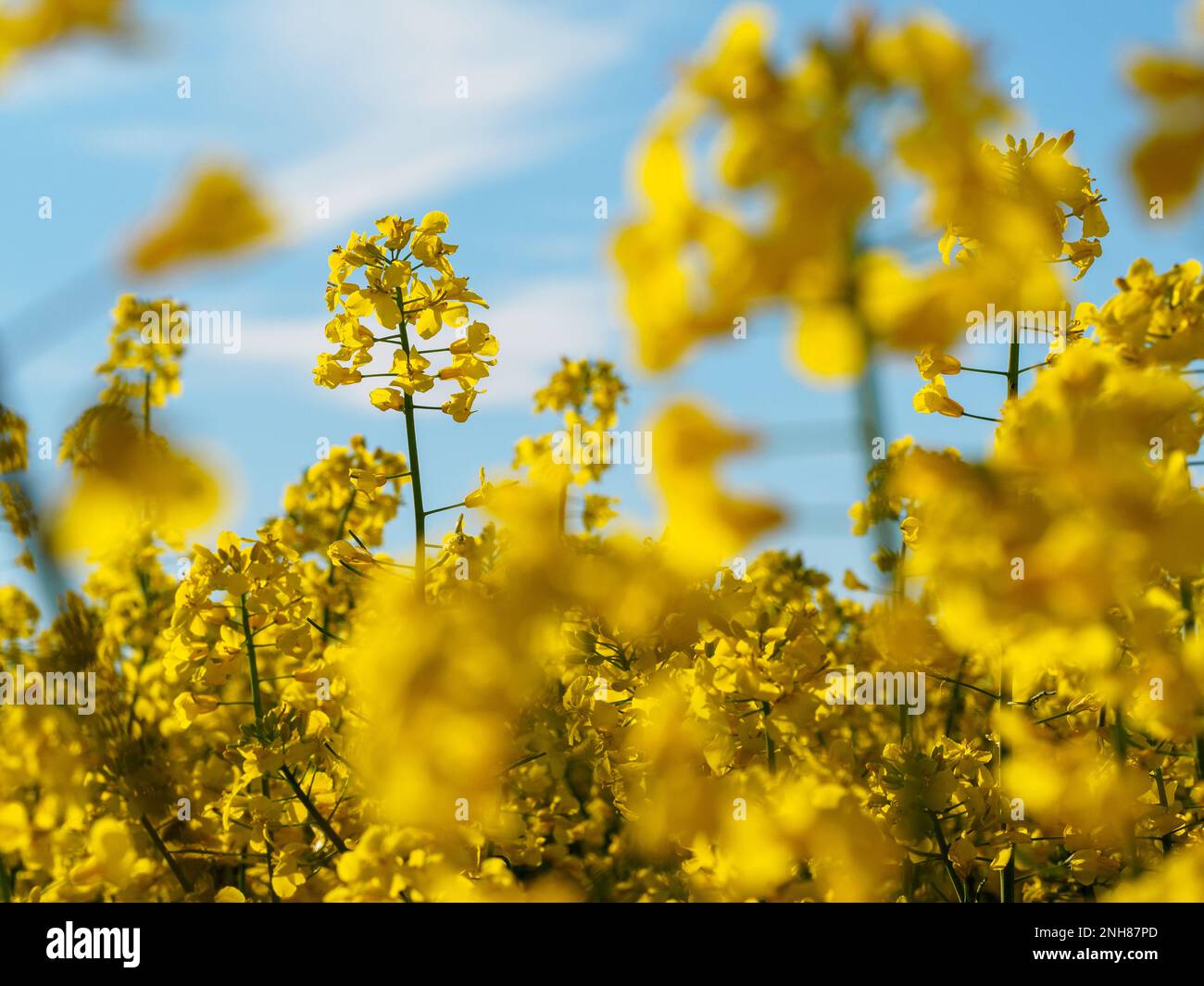 Closeup of yellow rapeseed field and blue sky hi-res stock photography and images - Alamy