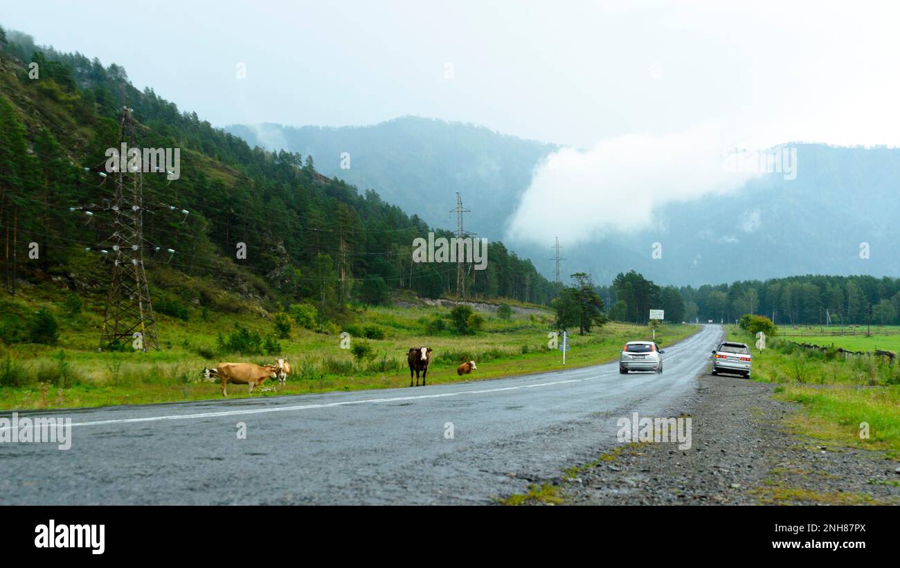 Mountain road "Chuysky tract" with cars and cows on the roadside in the ...