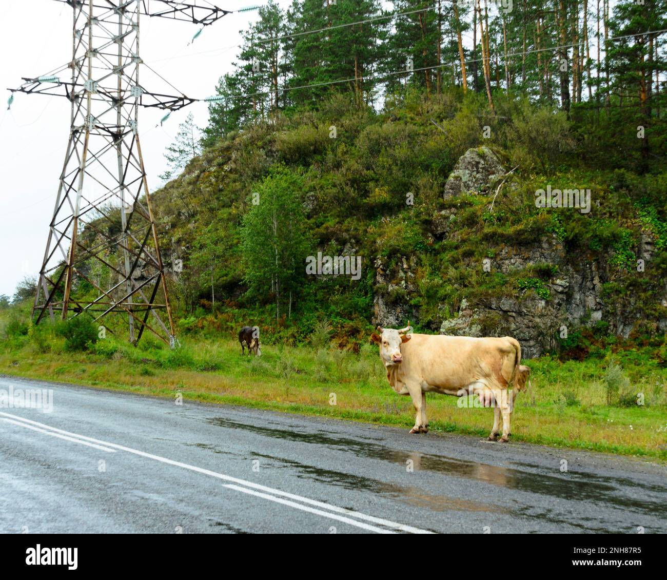 White and brown cow standing on the side of the asphalt road-the road ...