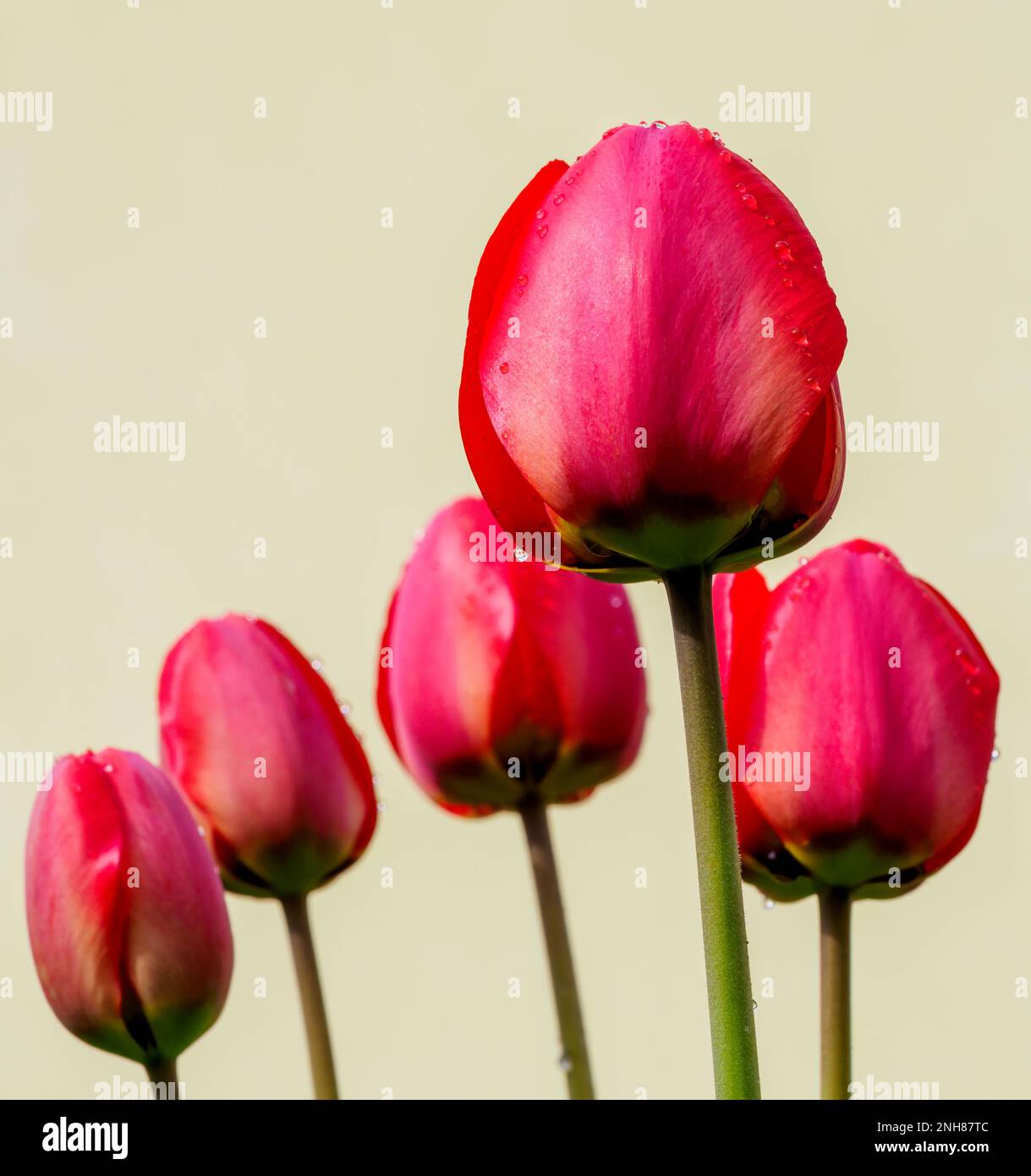 Five Red tulip Stock Photo - Alamy