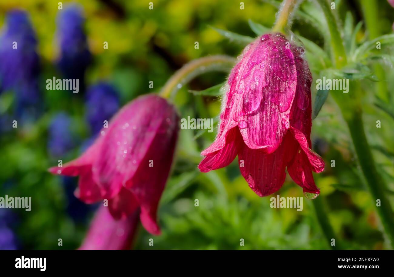 Pasque flower (Pulsatilla vulgaris). Red flower Stock Photo - Alamy