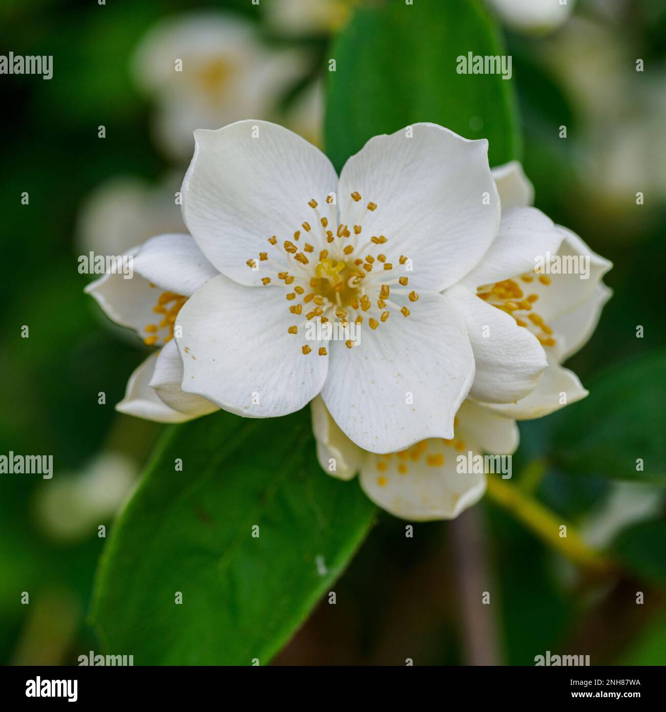 White jasmine flower. Corona petals, pistil, stamens and pollen visible Stock Photo - Alamy