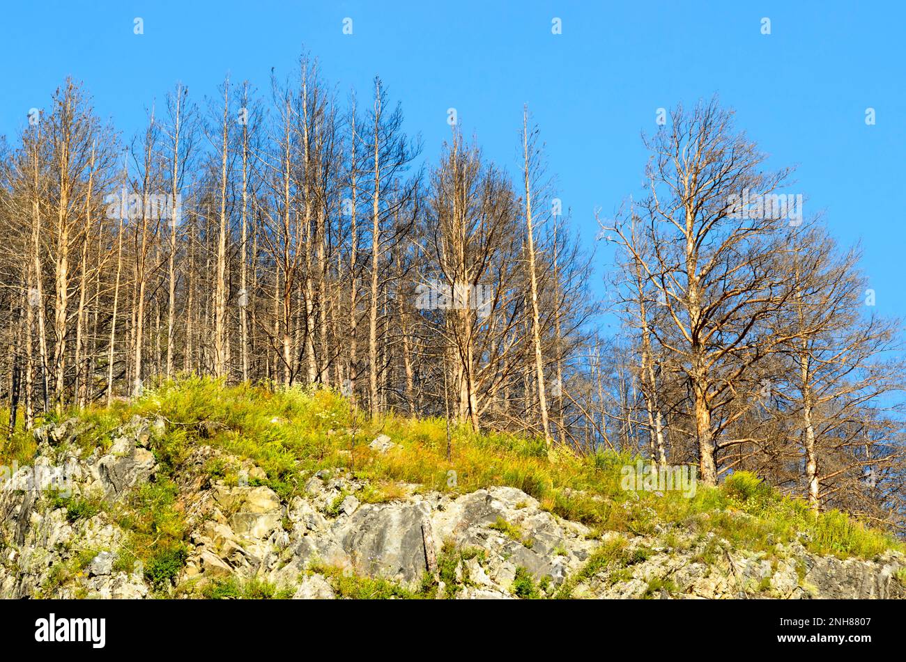 Pine trees on top of the mountain Stock Photo - Alamy