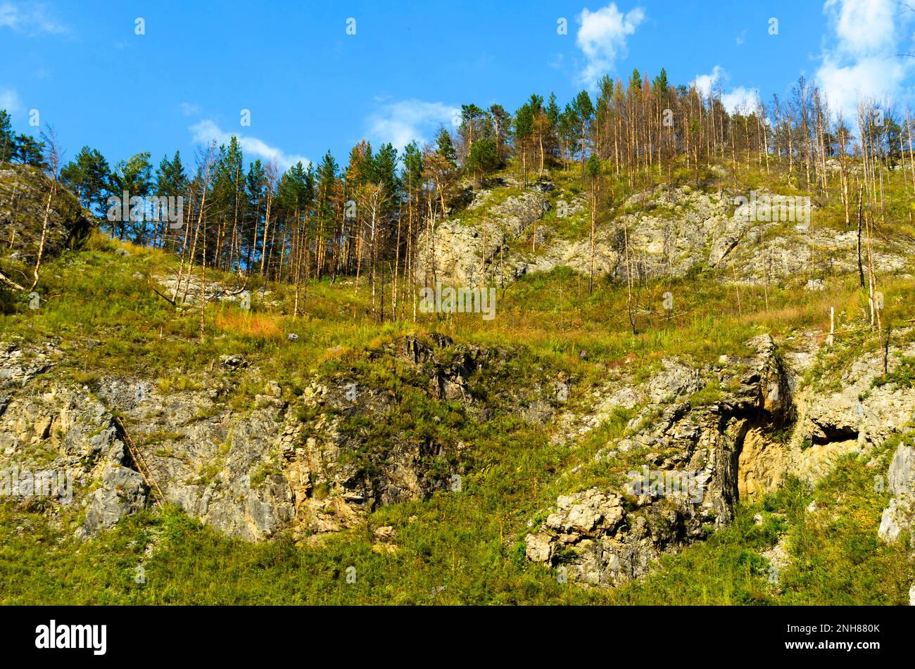 Pine trees on top of the mountain Stock Photo - Alamy