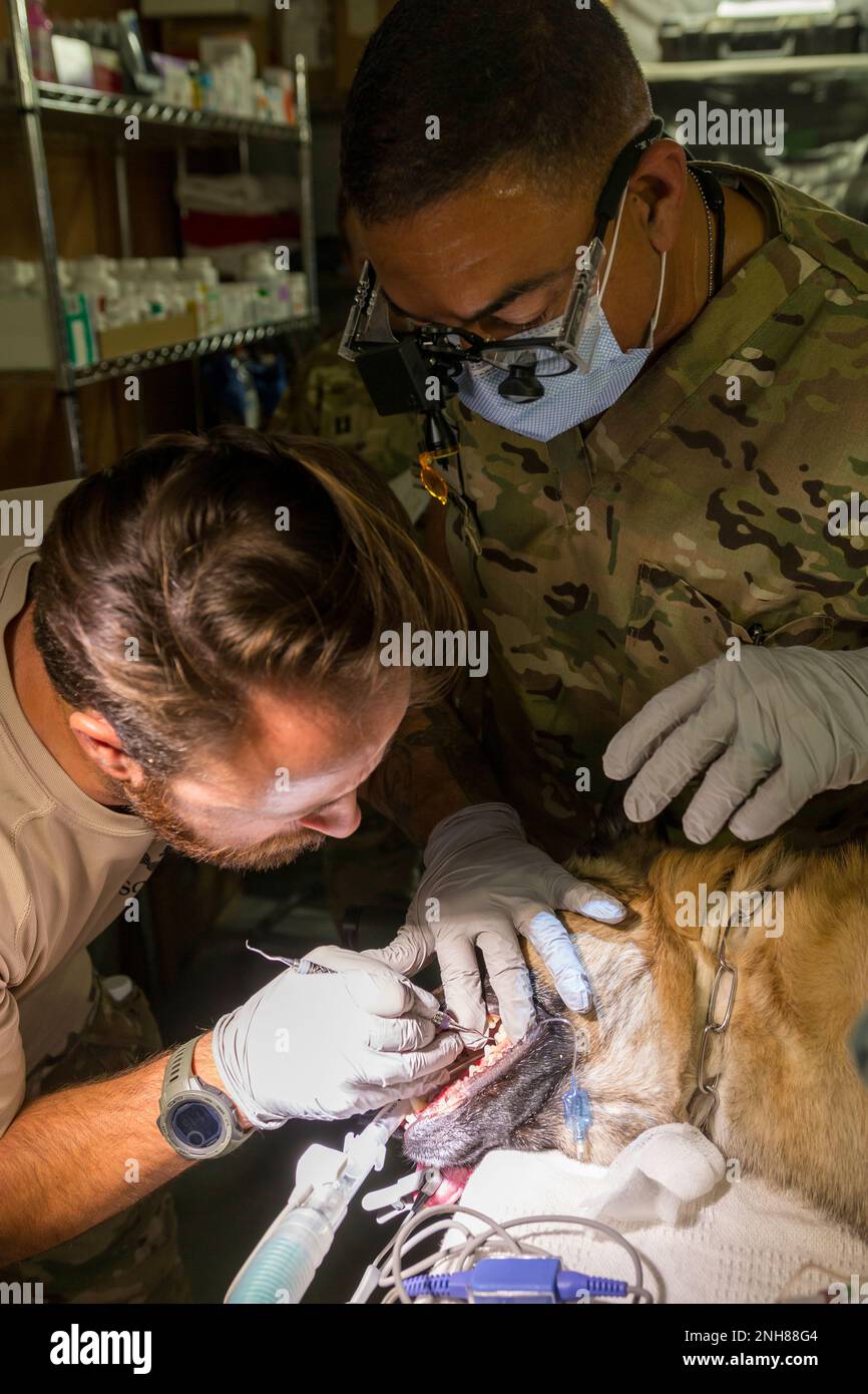 Lt. Col. Jose Peralta, a Dentist from the 185th Dental Company, who is ...