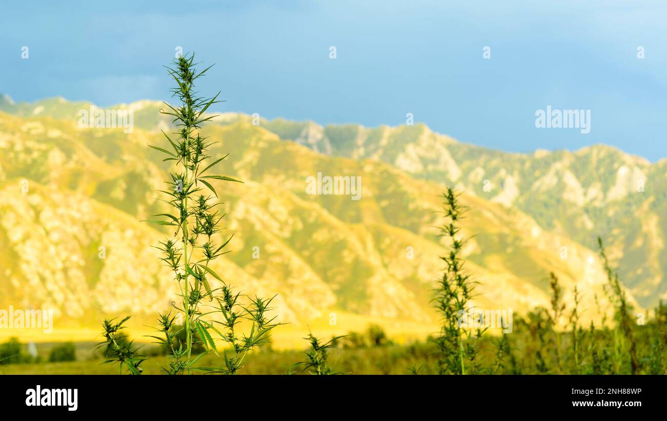 One Bush cannabis grows in the mountains in the Altai Stock Photo - Alamy