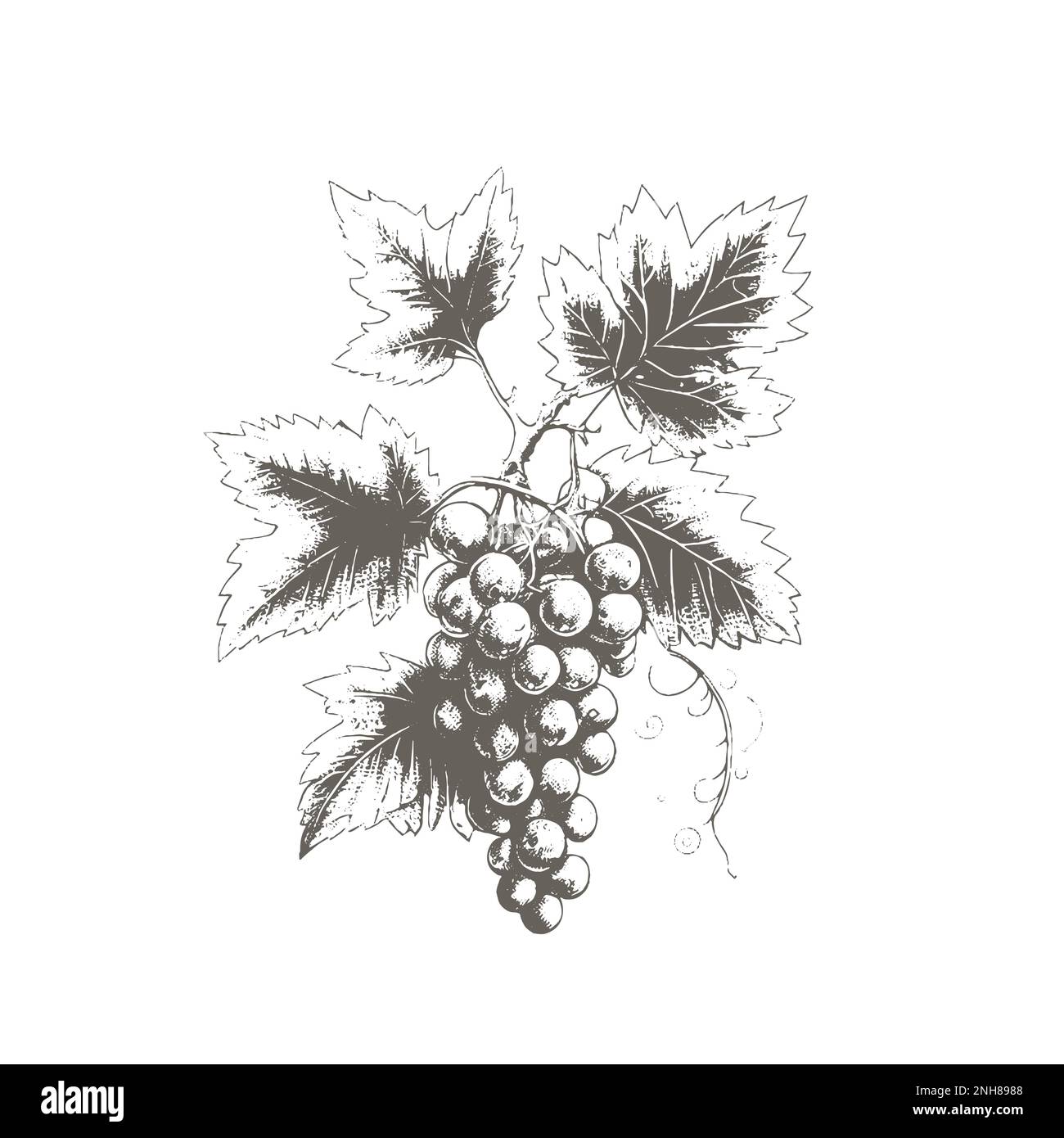 Vine engraved hi-res stock photography and images - Alamy