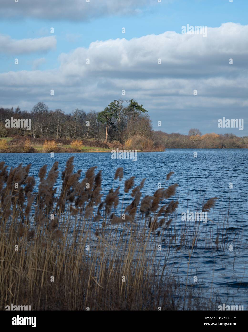 Alton Water (Alton Reservoir) on a sunny day in February. Warm colours ...