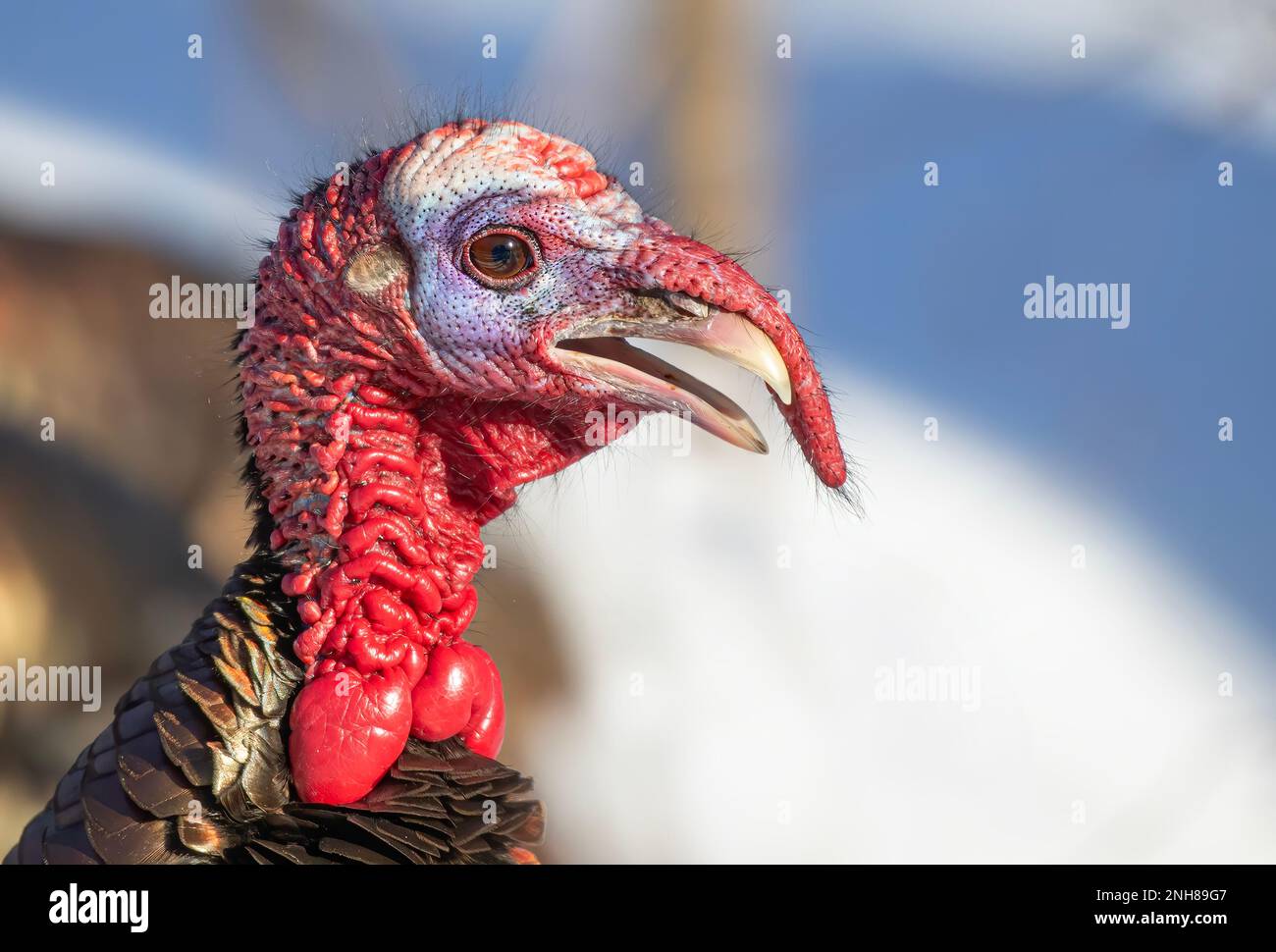 Eastern male Wild Turkey tom closeup with a long snood and waddle ...