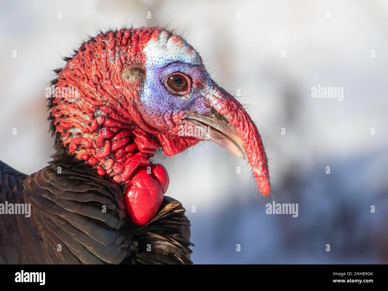 Eastern male Wild Turkey tom closeup with a long snood and waddle ...
