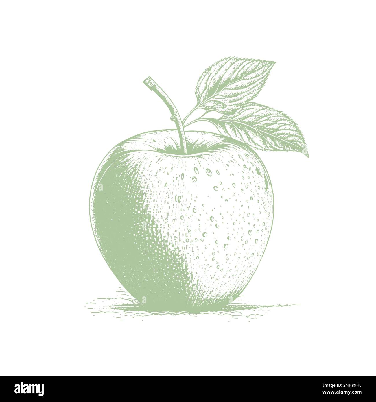 Apple fruit vector illustration. Engraved organic food hand drawn sketch engraving illustration ...