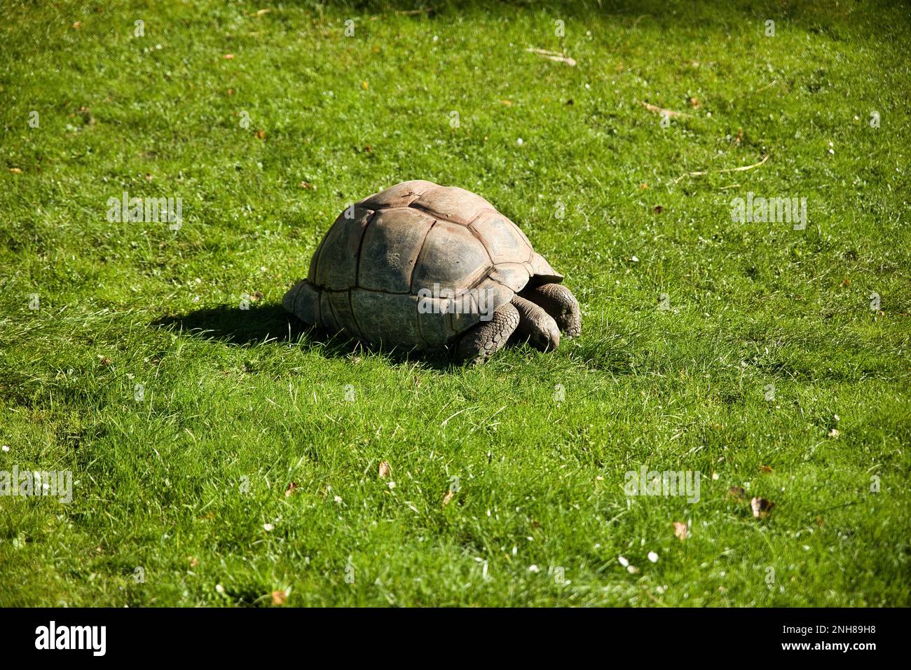Tortoise full body hi-res stock photography and images - Alamy