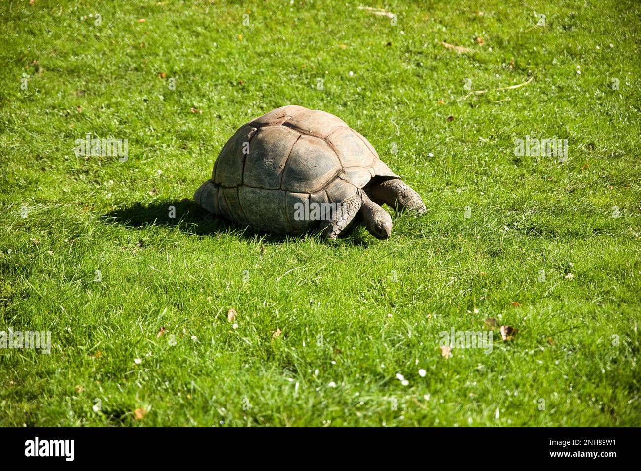 Close up head shot tortoise hi-res stock photography and images - Alamy