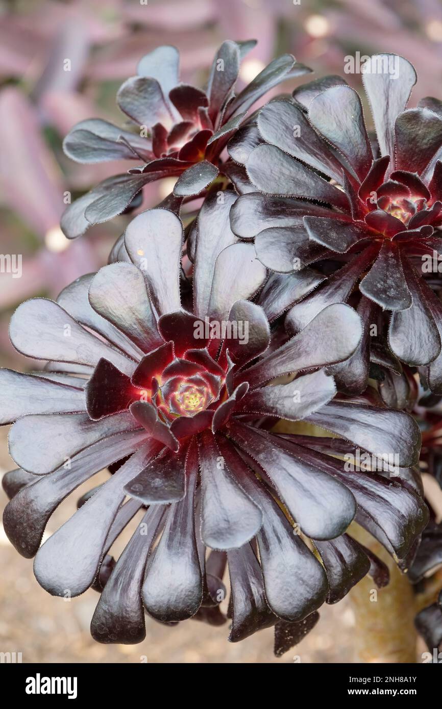 Aeonium arboreum Atropurpureum, Purple Rose, succulent with deep ...
