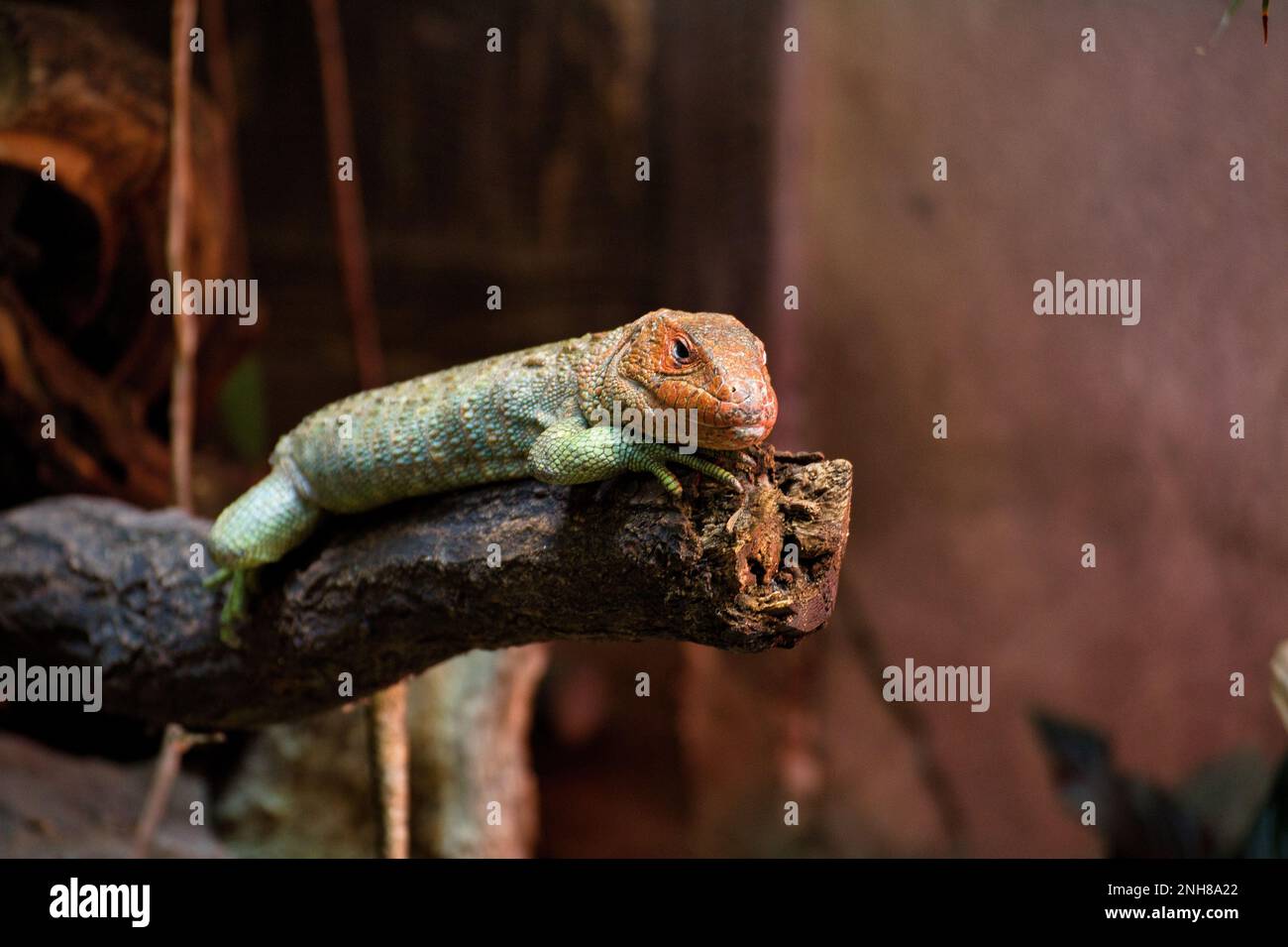Full body close up of a settler dragon lying on a branch, diffuse ...