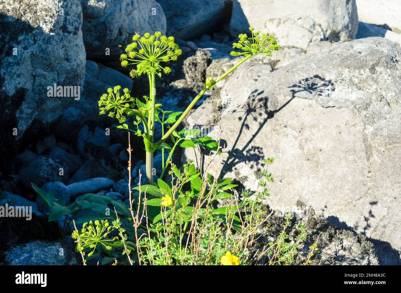 Green plant with the insects growing in the rocks Stock Photo - Alamy