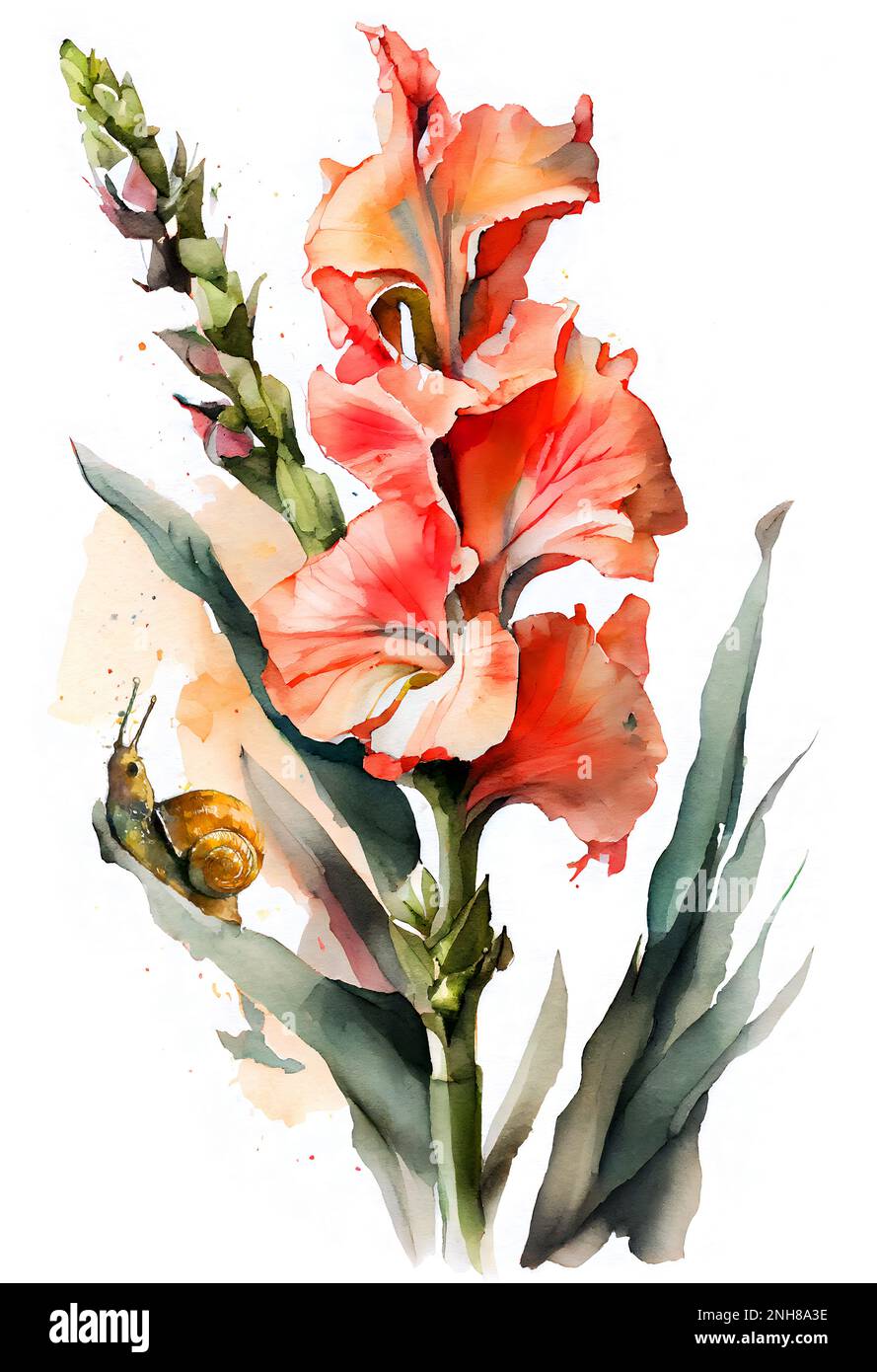 Gladiolus drawing hi-res stock photography and images - Alamy