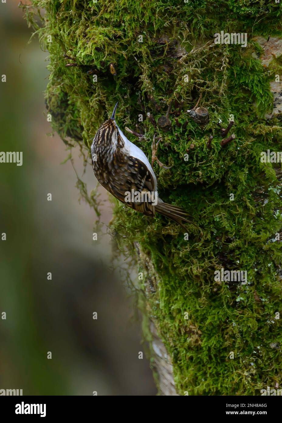 Insects in moss hi-res stock photography and images - Alamy