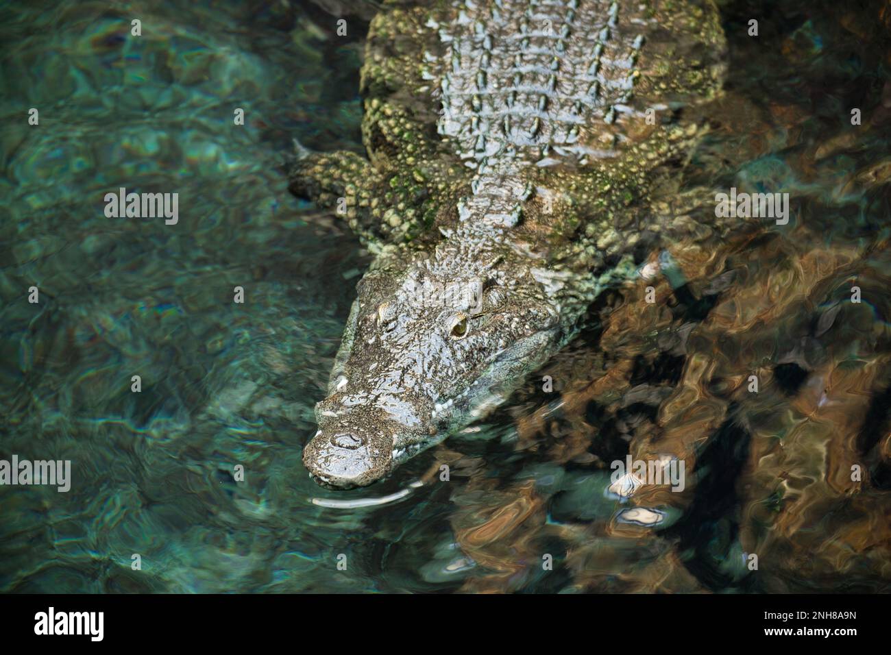 Blue shimmering head hi-res stock photography and images - Alamy