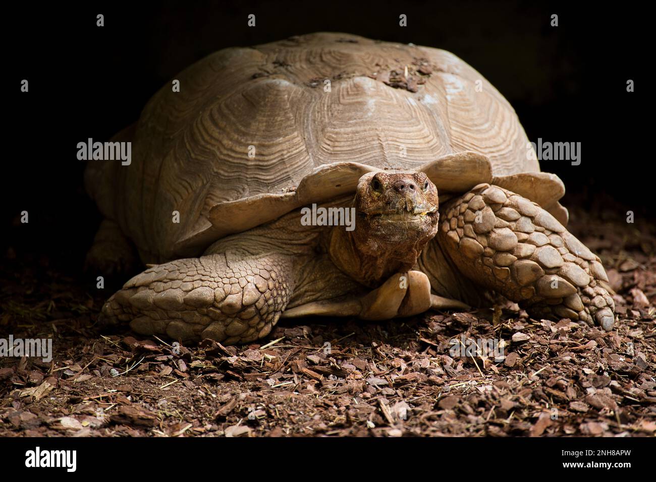 Full body close up of a giant tortoise in its cave Stock Photo - Alamy