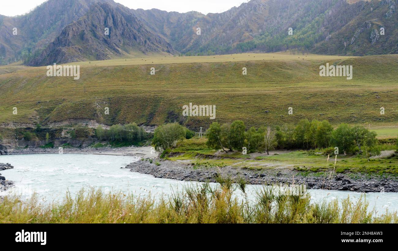 The river is turquoise Katun flows among the mountains under rain storm ...