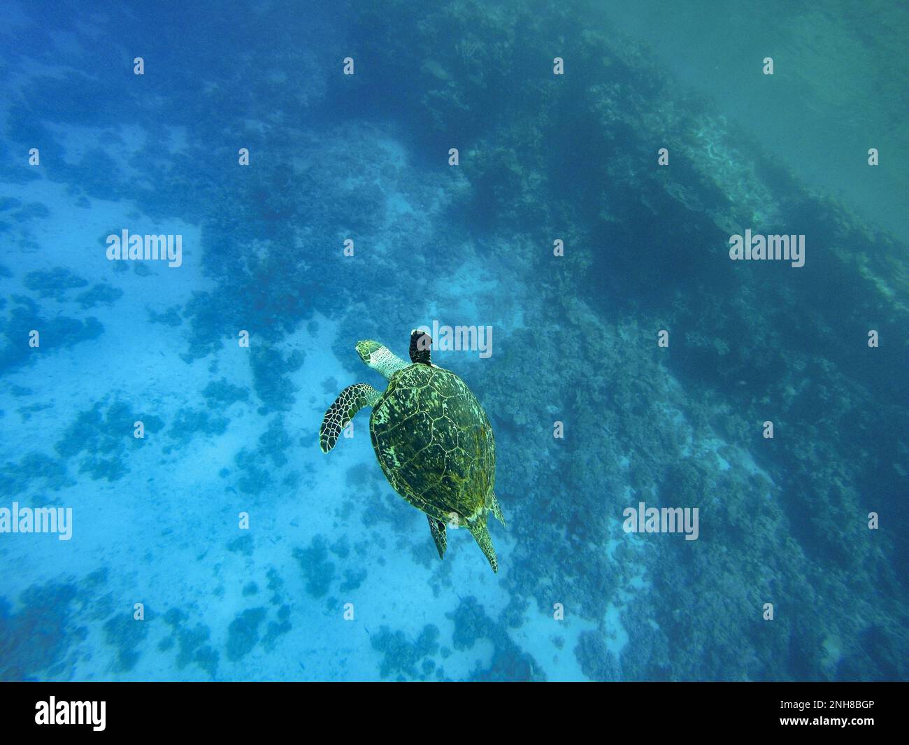 Full body long distance shot of a turtle swimming in the sea, diffuse ...
