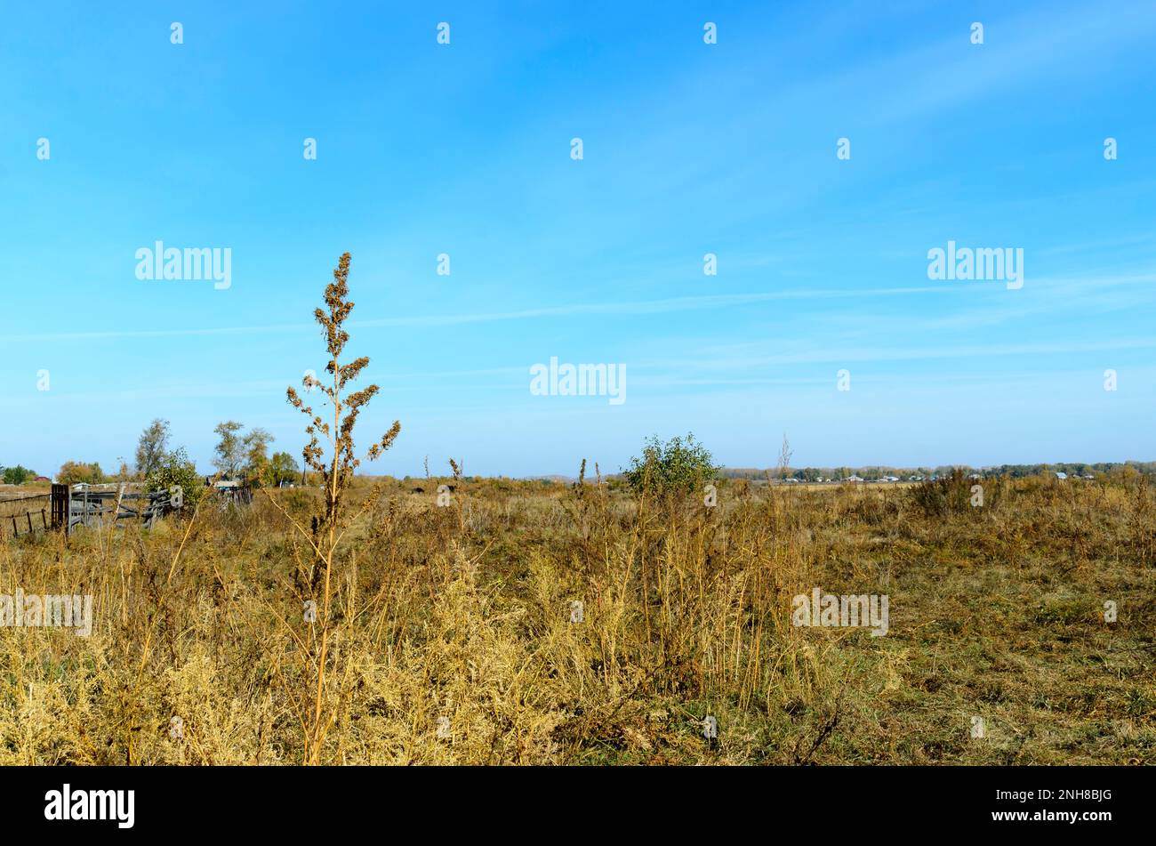 Dry hemp in a field. Soft focus Stock Photo - Alamy