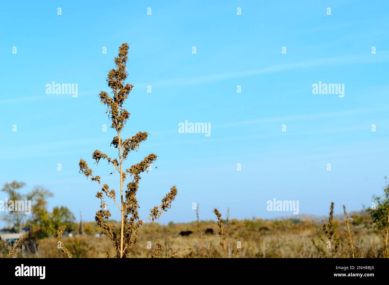 Dry hemp in a field. Soft focus Stock Photo - Alamy
