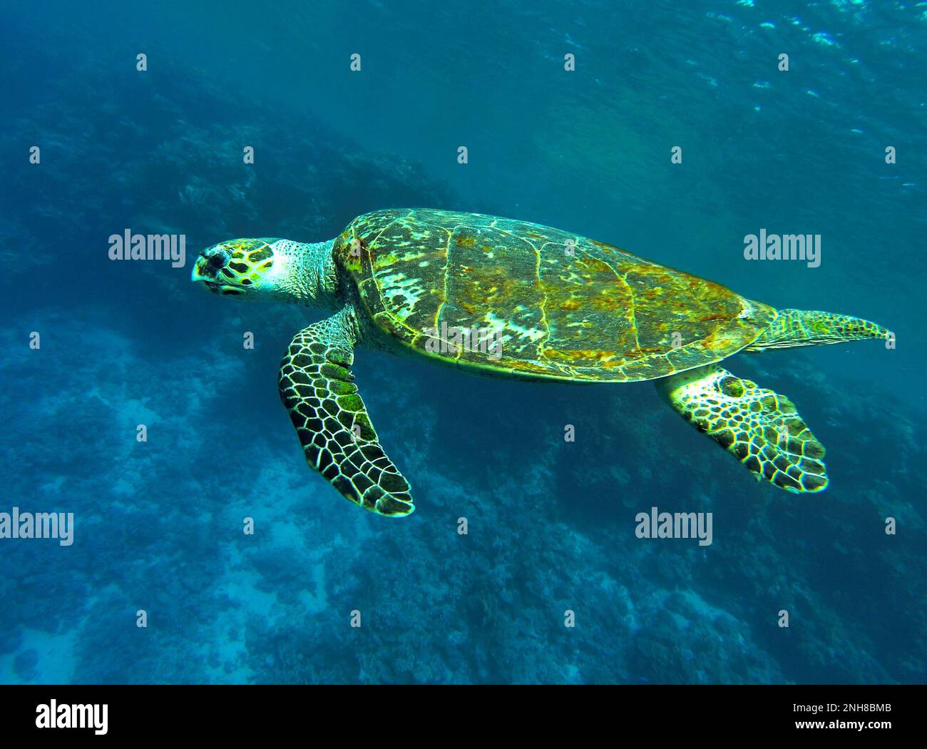 Full body close up of a turtle swimming in a sea flooded with light ...