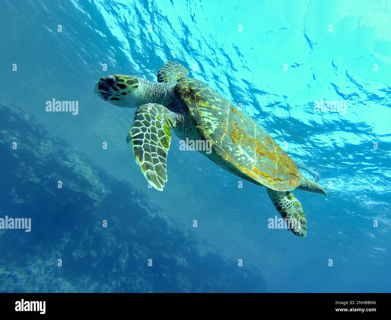 Full body close up of a turtle swimming in the sea, diffuse background ...