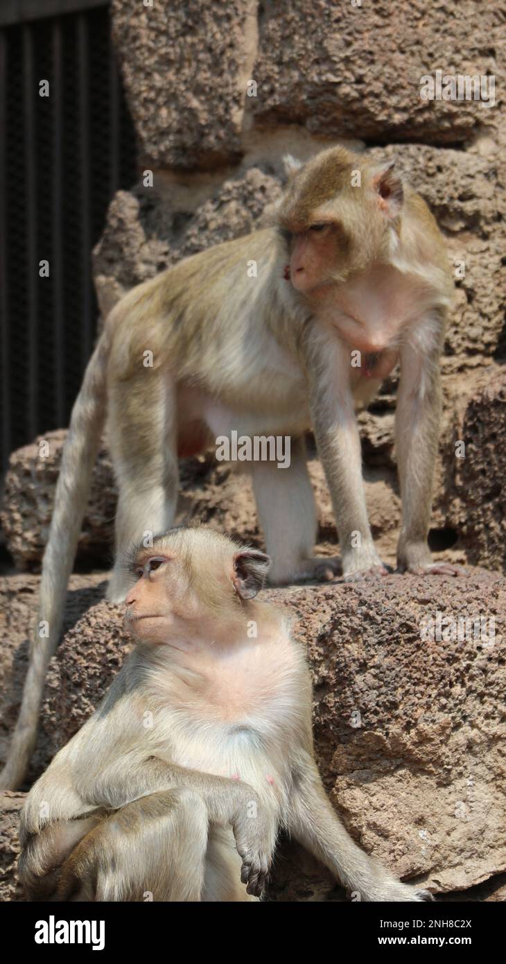 Macaques eating hi-res stock photography and images - Alamy