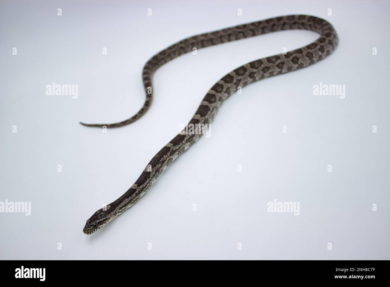 Black Corn Snake Full Grown