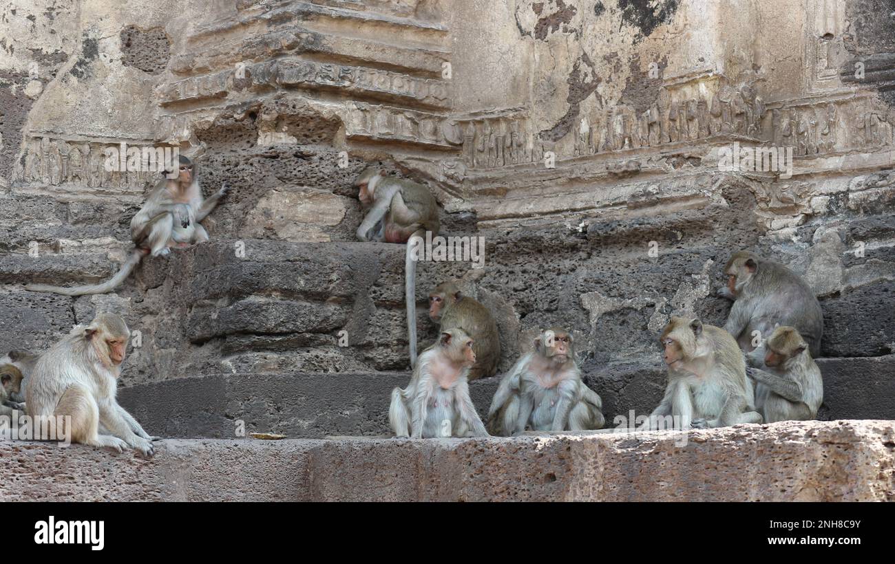 Long tailed macaques at temple ruins Stock Photo - Alamy