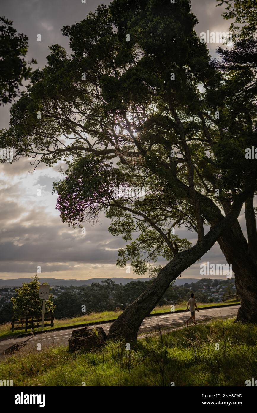 One tree hill new zealand hi-res stock photography and images - Alamy