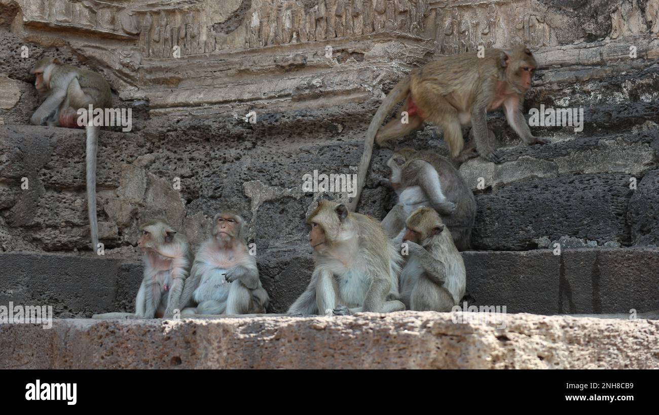Long tailed macaques at temple ruins Stock Photo - Alamy