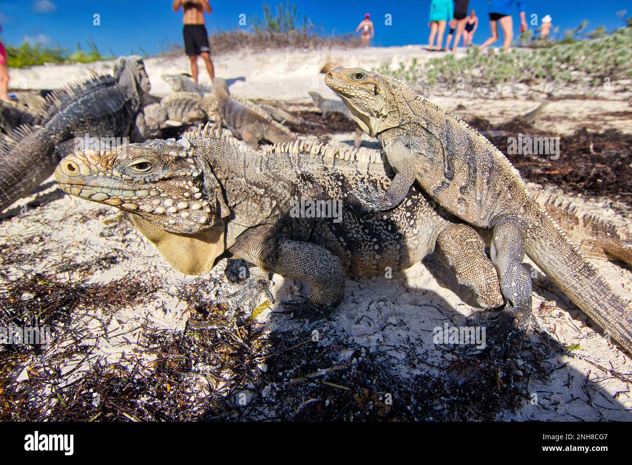 Land iguana head back hi-res stock photography and images - Alamy