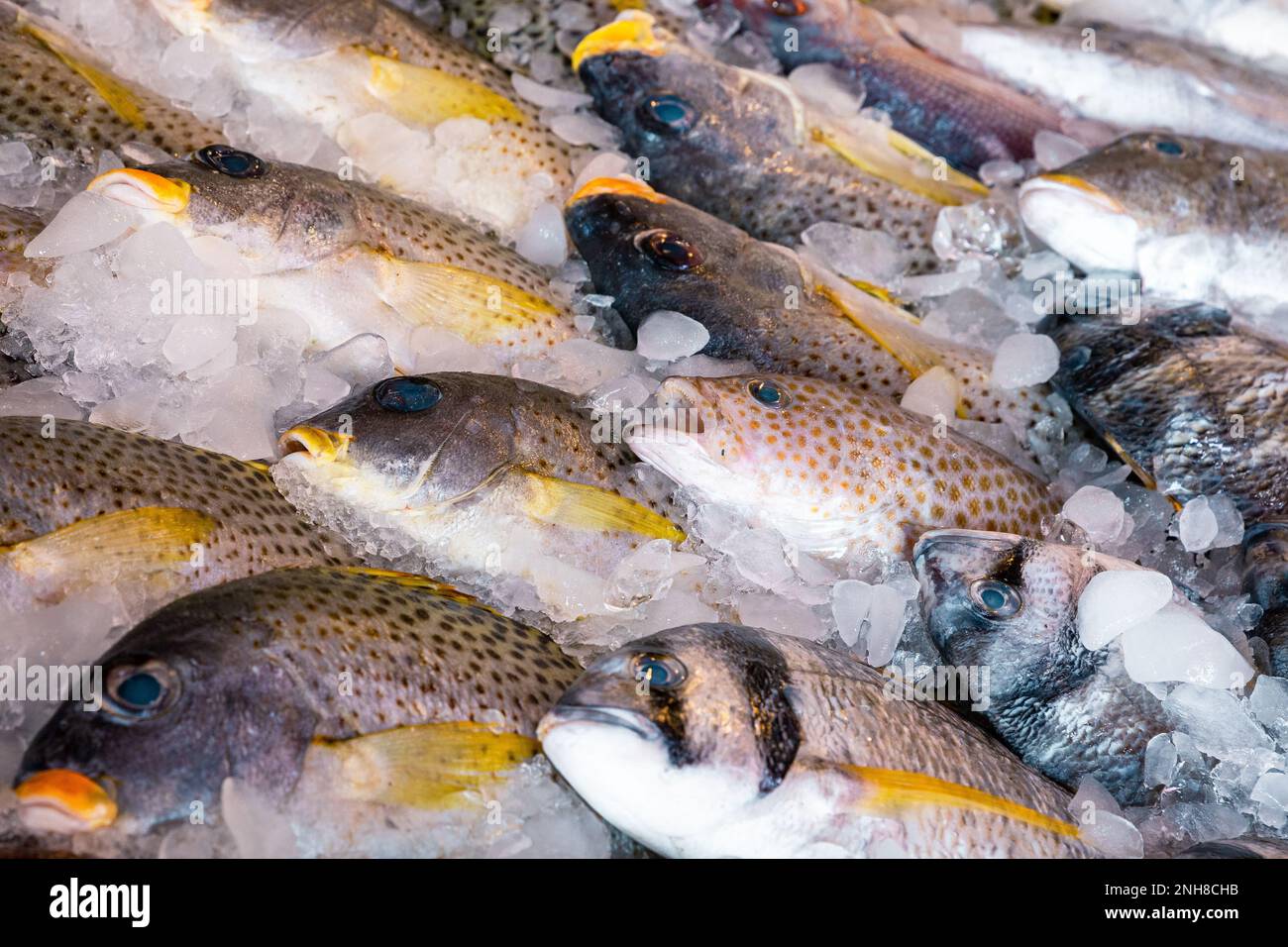 Fresh seafood and fishes at the fish market in Hurghada, Egypt Stock ...