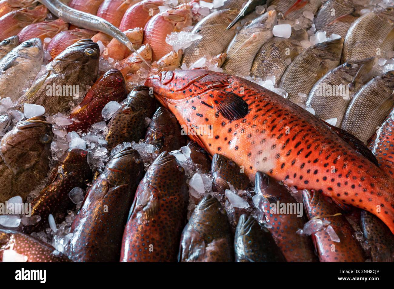 Fresh seafood and fishes at the fish market in Hurghada, Egypt Stock ...