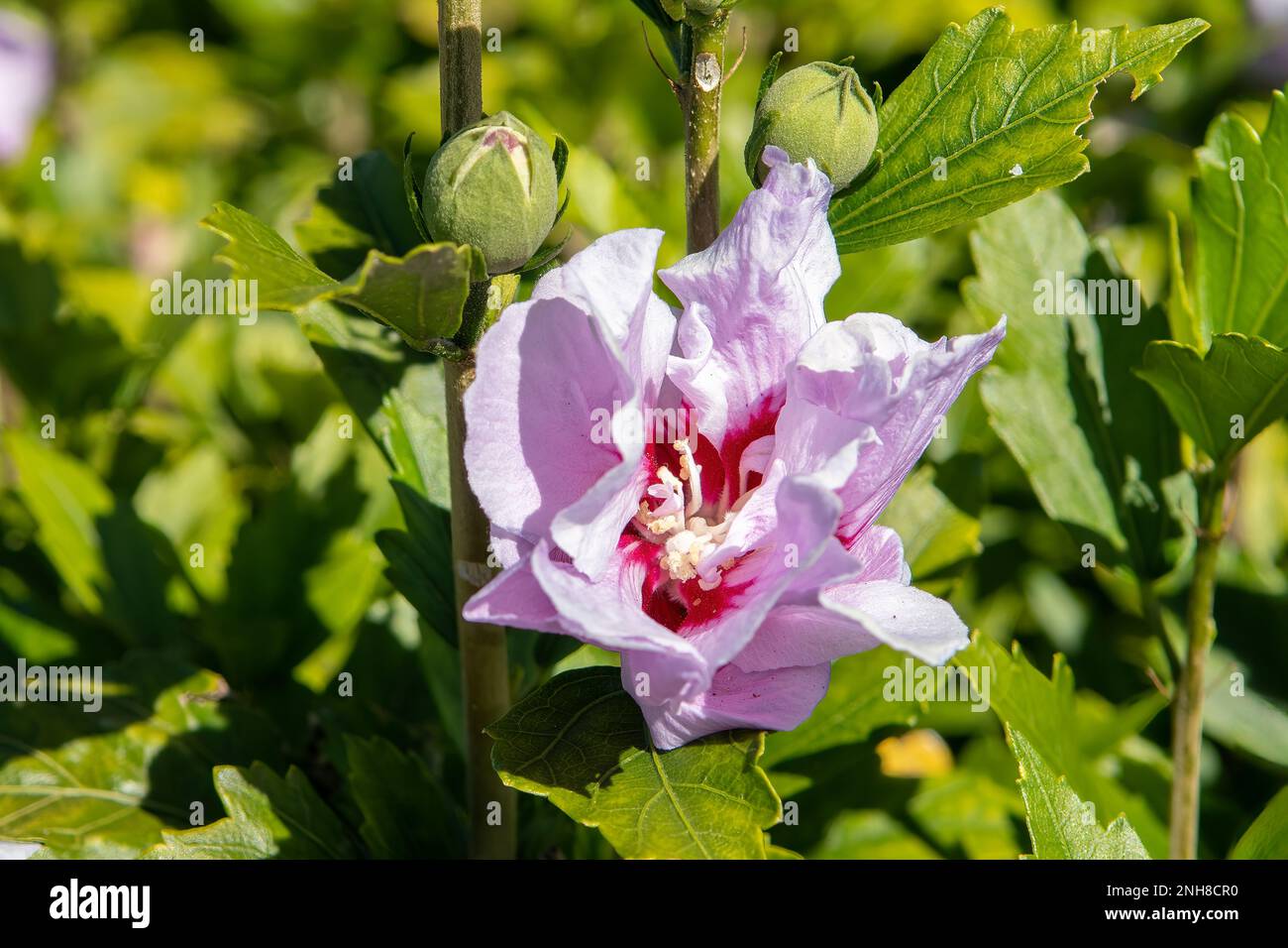 Hibiscus syriacus, Purple Pillar Stock Photo - Alamy