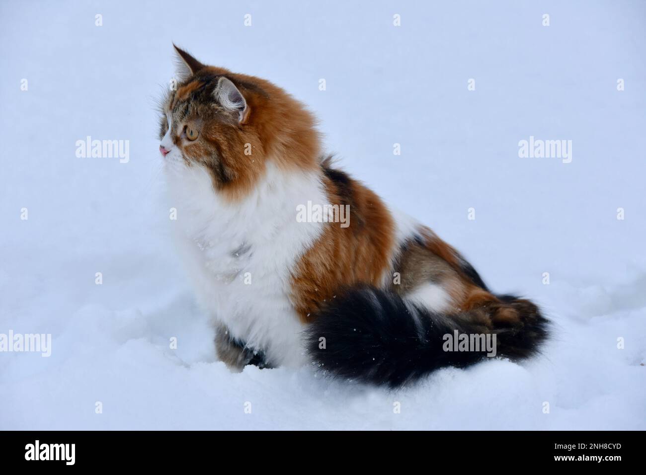 Siberian cat siberian cat hi-res stock photography and images - Alamy
