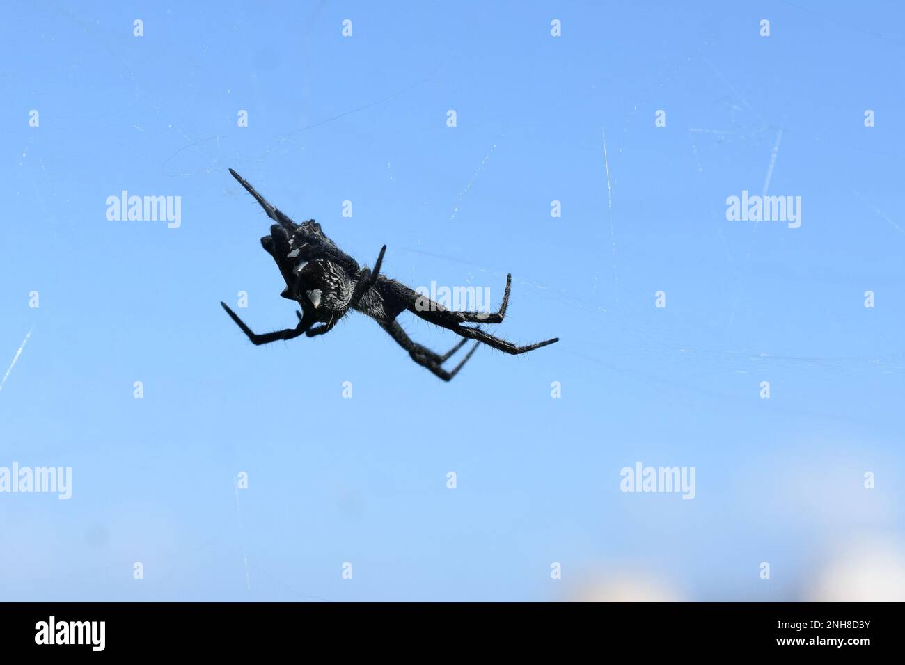 Black and white tent-web spider Cyrtophora citricola hanging in front ...