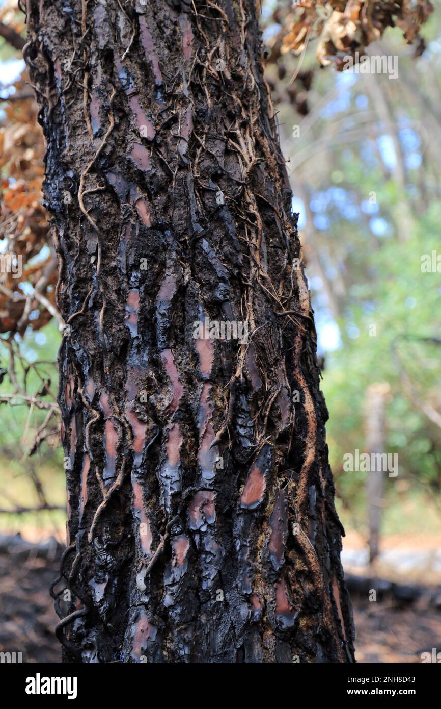 Tree trunk and wildfire damage on Pointe du Blair, Baden, Morbihan ...