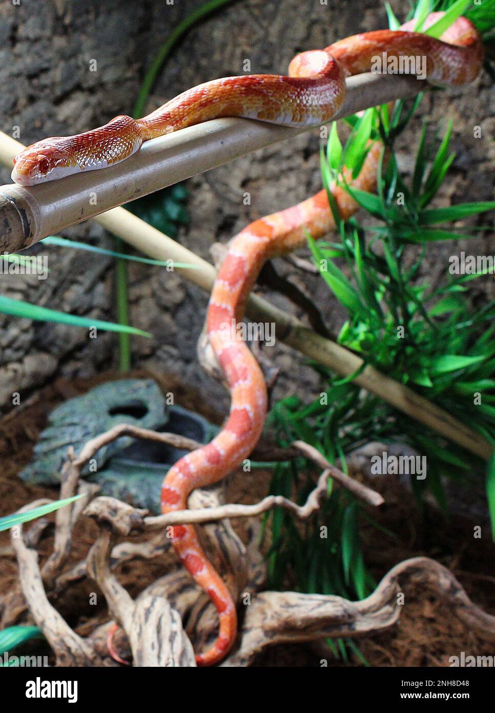 Full body shot of an orange red corn snake lying on a branch ...
