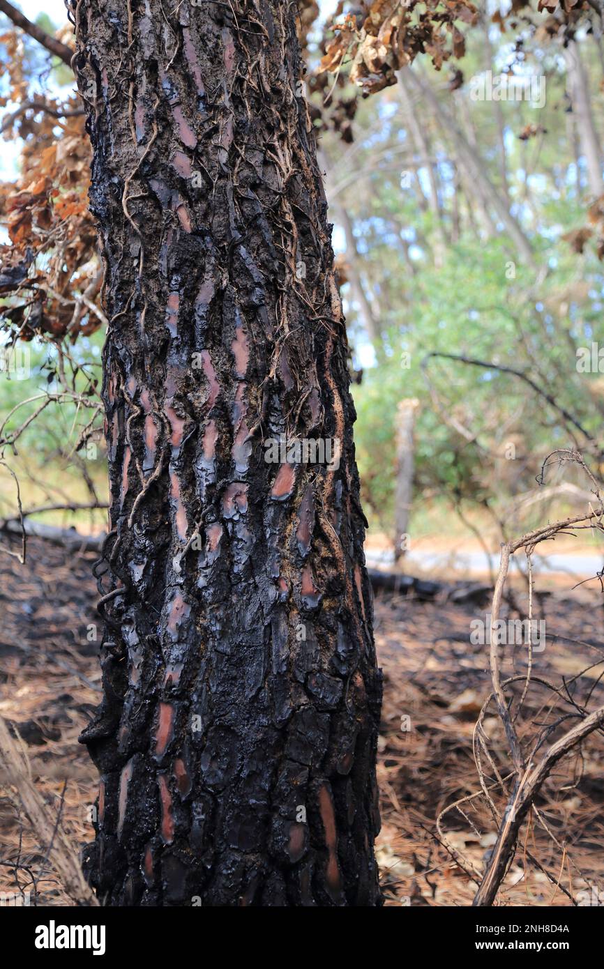Tree trunk and wildfire damage on Pointe du Blair, Baden, Morbihan ...