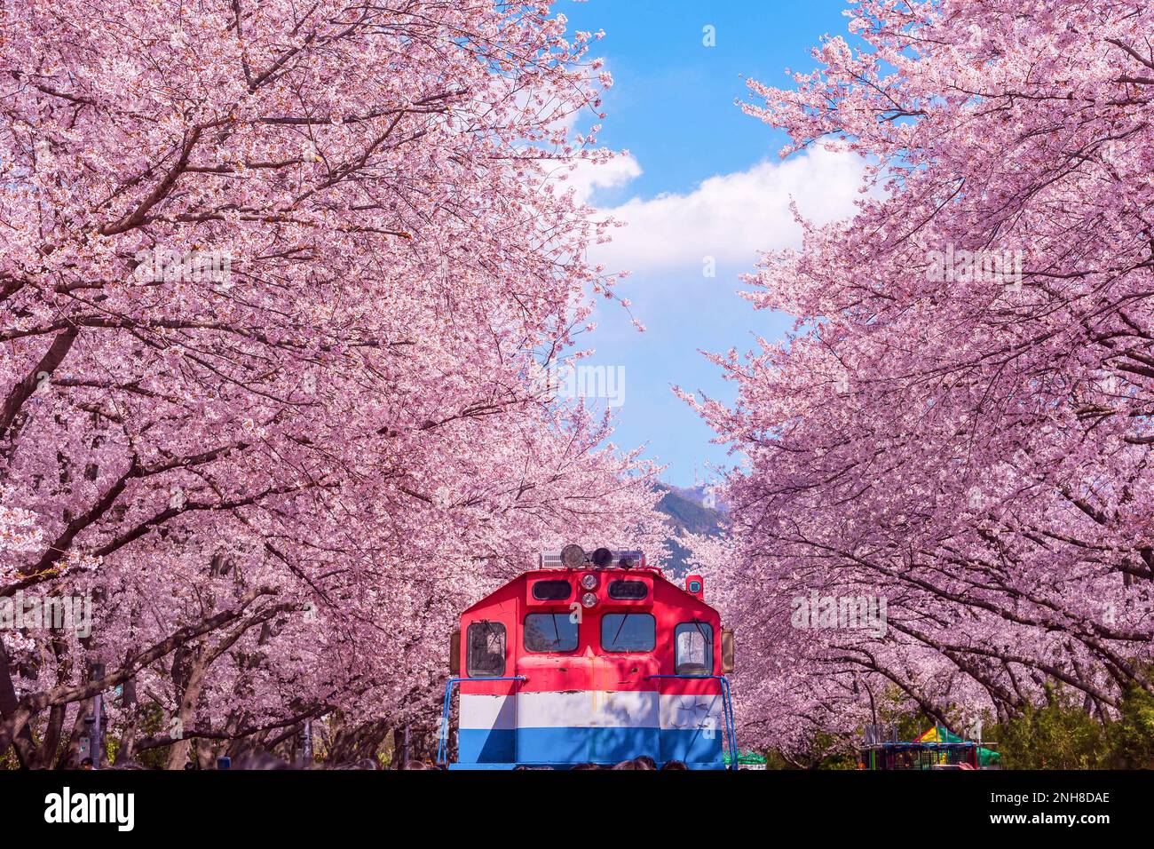 Cherry blossom with train in spring in Korea is the popular cherry ...